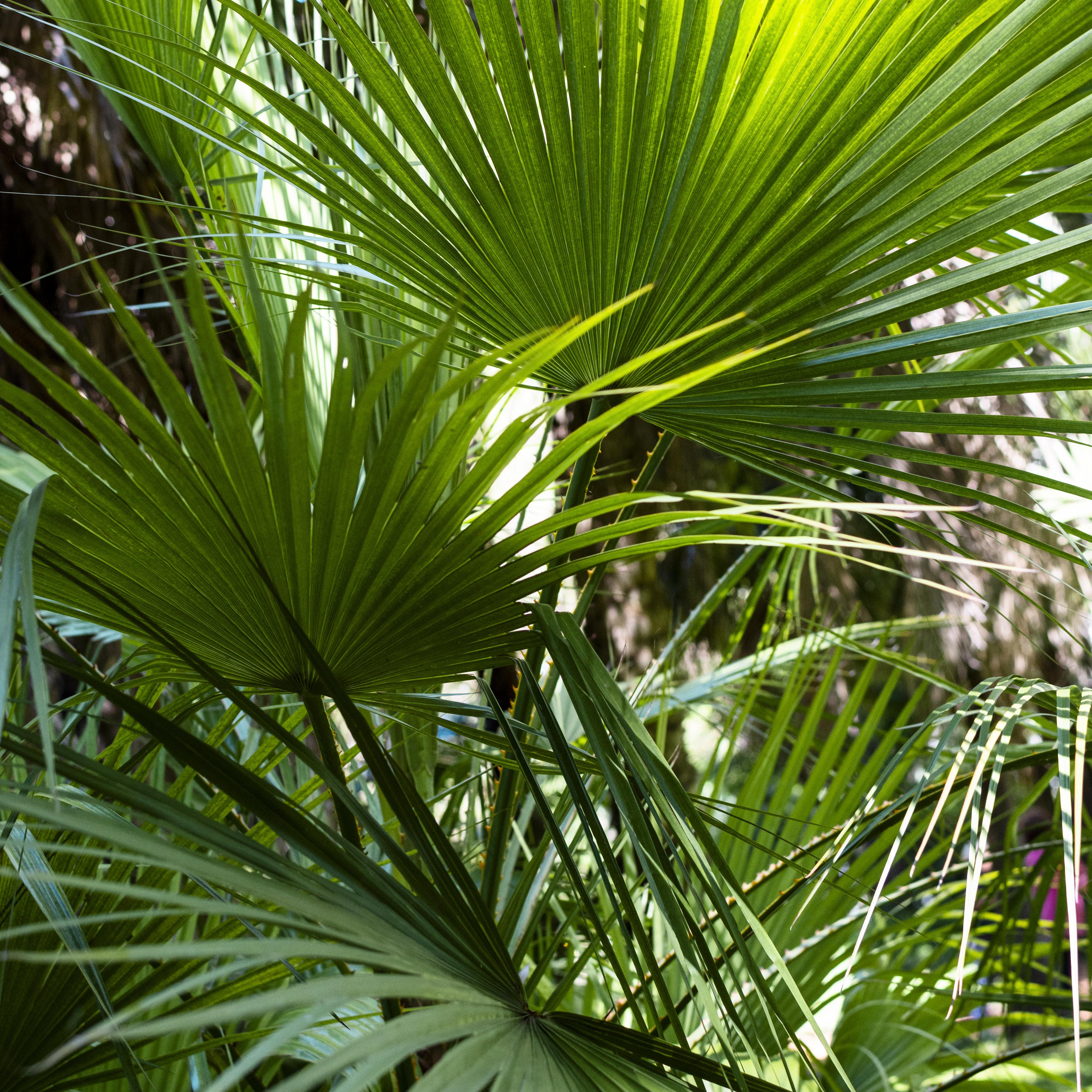 Palmas Tropicales Comunes y Raras para Interior - Viveros Girasol